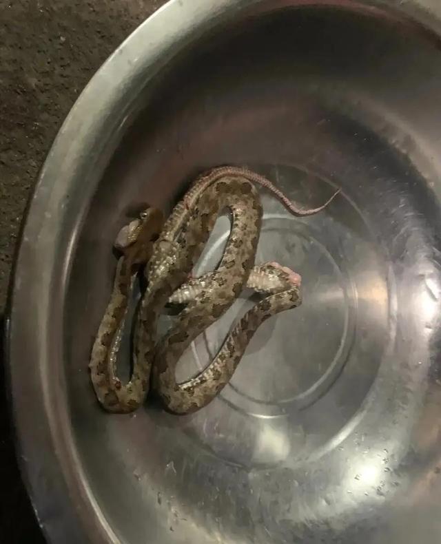 It turns out that someone really picked up those snakes that were ...