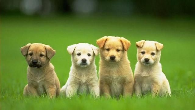 Animal-Human Communication: An Art of Communication Across Species - iNEWS