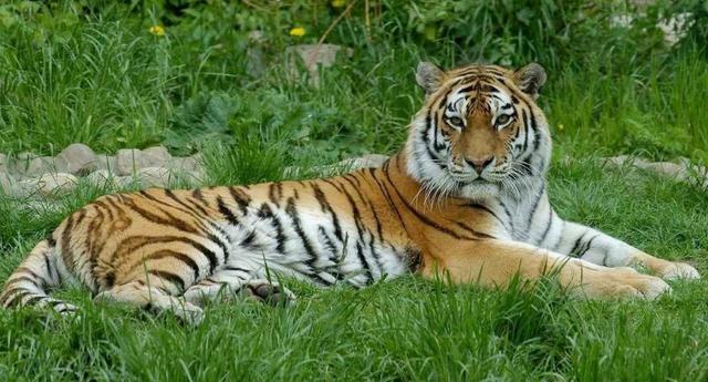 Three species of animals in Xinjiang have become extinct. Who is the ...