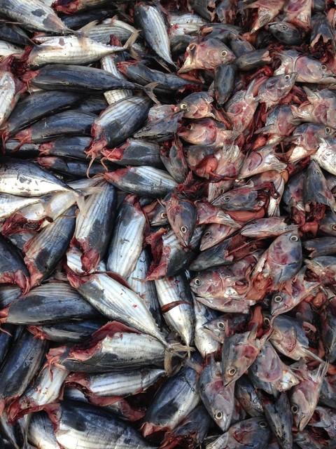 The test results of fish off the coast of Fukushima, Japan are shocking ...