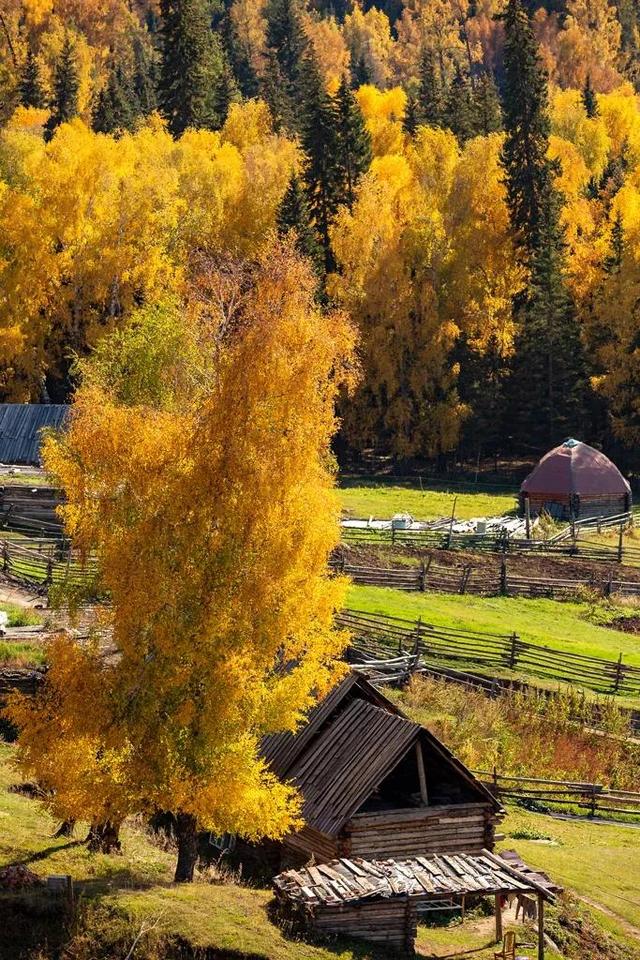 The most beautiful autumn colors in China, Kanas, Xinjiang, a place ...