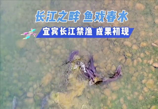 On the banks of the Yangtze River, red-tailed carp play in the spring ...