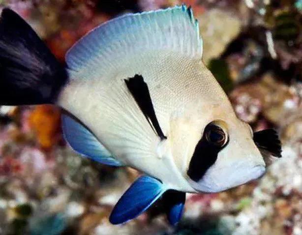 Hamlet fish, both female and male - iNEWS