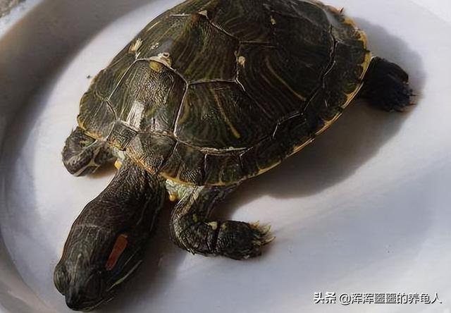 What are the symptoms of a turtle choking on water?What should I do ...