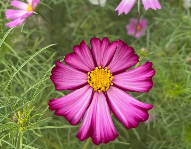 Gesang Flower of Tibet's Beautiful Scenery - iNEWS
