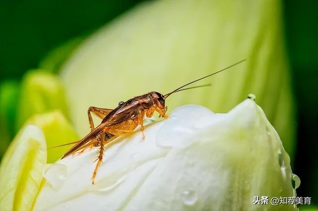 The night dew is freezing cold, everything is autumn - iNEWS