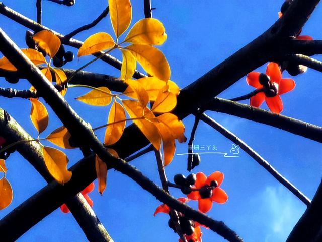 In Guangzhou in spring, there is a phenomenon of "returning to autumn ...