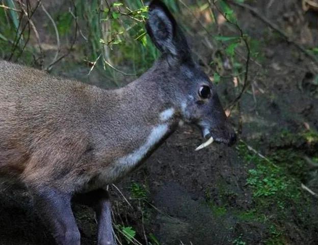 Is the deer resembling a "vampire" found in Hunan a "fragrant concubine ...