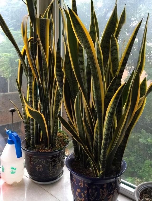 When watering Tiger Pilan, add a little more "it", the leaves will have ...