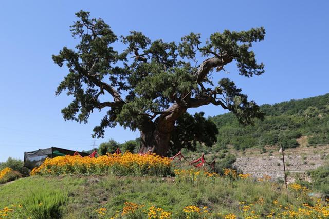The 5 oldest trees in China, each over 5,000 years old, and all in one ...