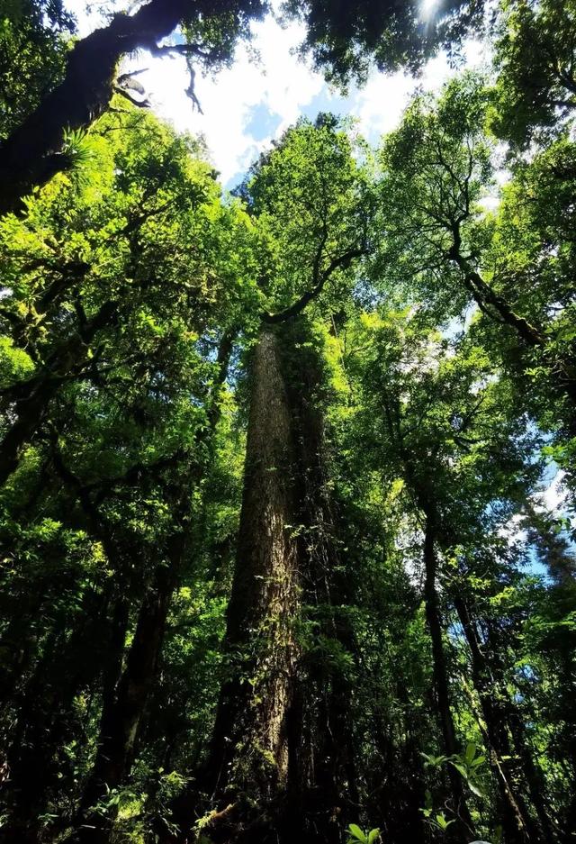 What happened to "the tallest tree in China" born in the same year as ...