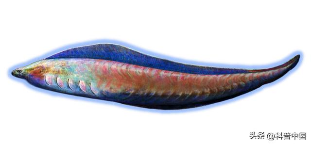 Without "chin" and "chin", they are miserable - iNEWS