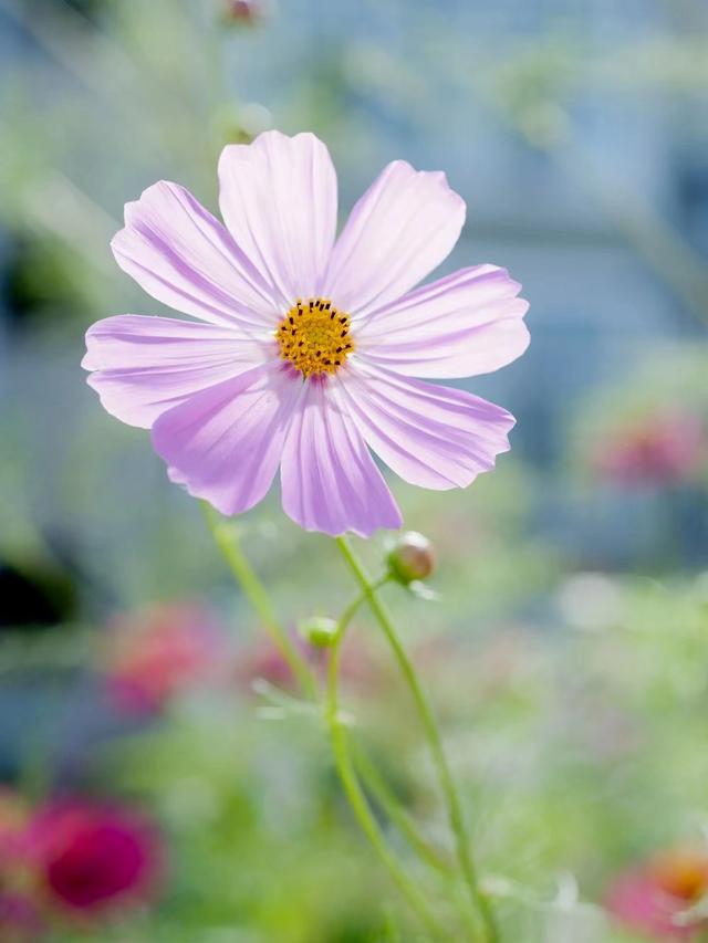 Destiny comes and goes, all self-crossing, flowers bloom and fall for ...