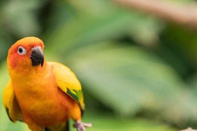 The parrot learned to imitate the male owner's "explicit" words ...