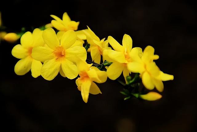 6 kinds of "Longevity Flowers" can be grown for hundreds of years. If ...