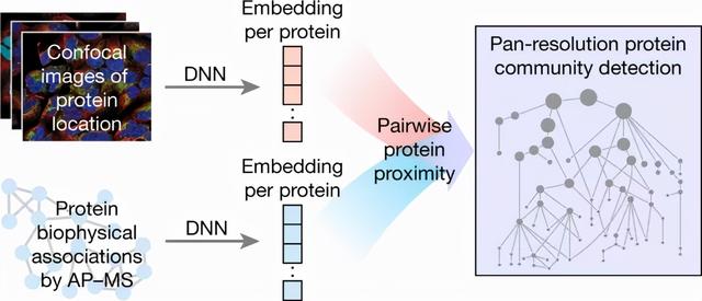 Multi-scale map of cell structure fused with protein images and ...