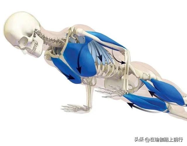 Yoga Anatomy - Four Pillars - iNEWS