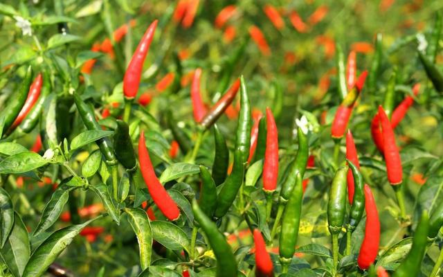 Eating more peppers can help you live longer?Study finds: Eating chili ...