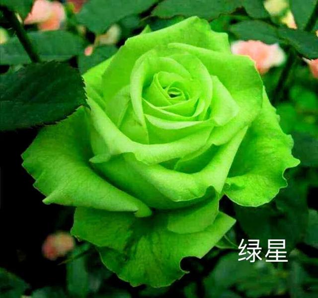 Appreciation of 9 kinds of green roses - iNEWS
