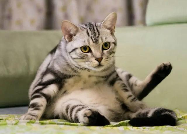 Why are so many "American short cats" abandoned?It hurts to see why - iNEWS