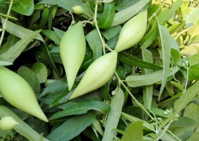 A kind of plant in the countryside, known as ground shoot melon, with ...
