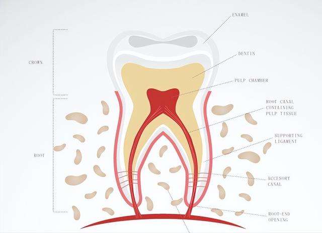 Is it necessary to have a root canal on the tooth? - iNEWS