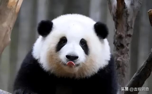 In the world of light and shadow, those cute things about "two-legged ...