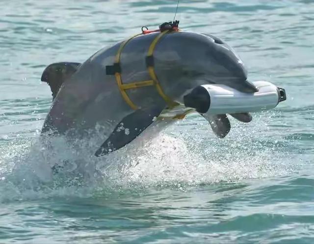 Dolphins in the Army, the U.S. Navy's dolphin soldiers. - iNEWS