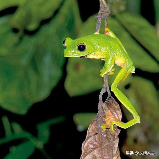 Ancient Forest Elf: Tree Frog - iNEWS