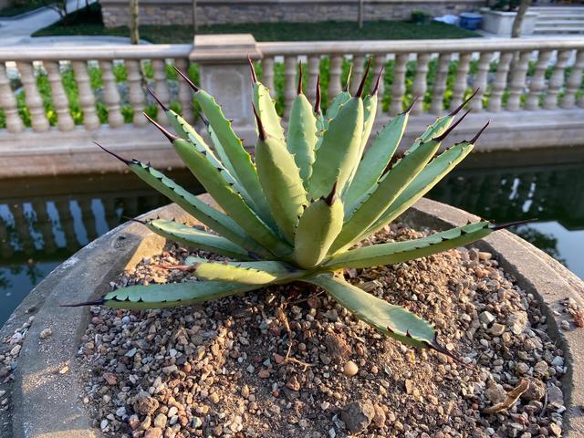 Green Muscle Eight Desolate Temple Tequila - iNEWS