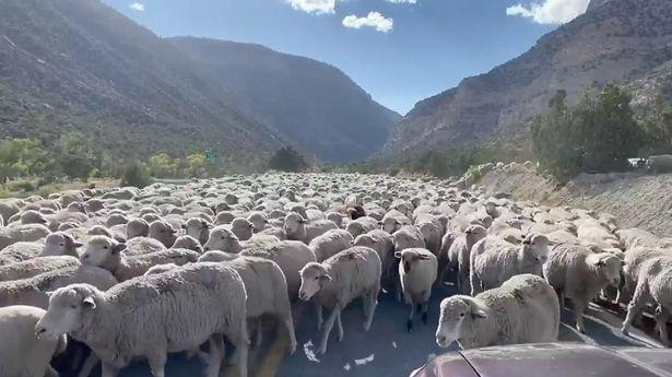 Too bad!If you encounter sheep blocking the road at work, you can only ...