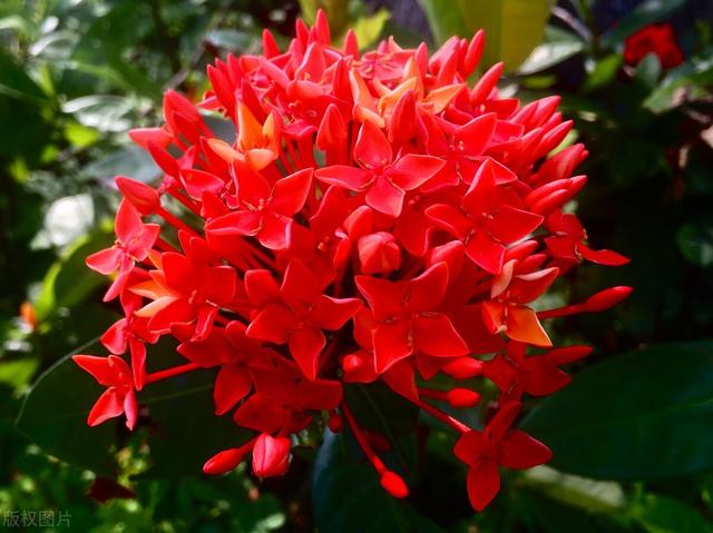 What are the characteristics of Hainan dragon boat flower and how to ...