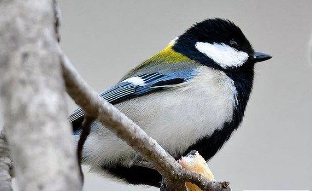 The most evil animal in the world, also known as the "zombie bird" - iNEWS