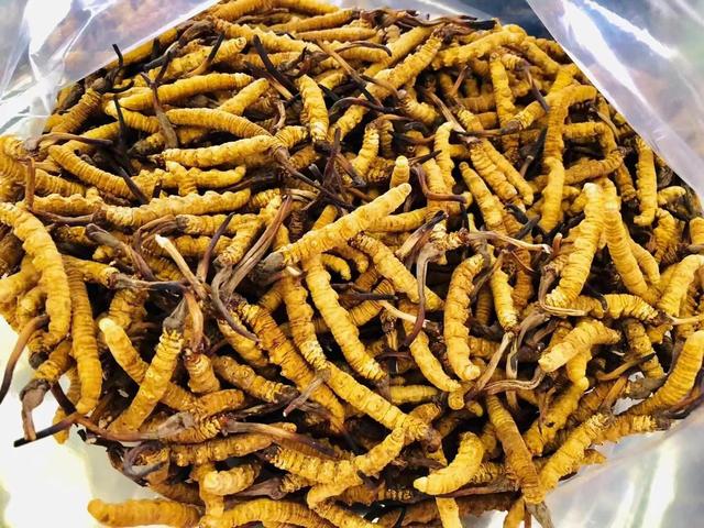 [Popular Science of Tibetan Yuansheng] Life history of Cordyceps bat ...