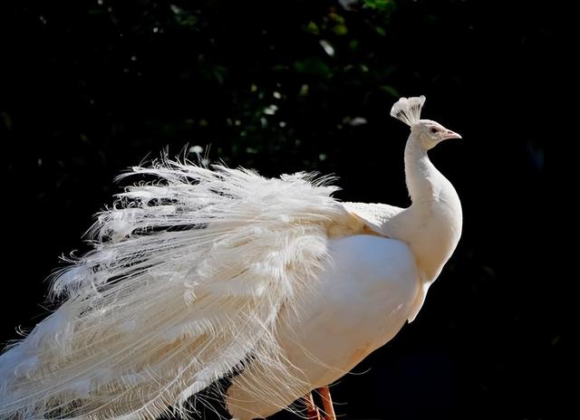 Inventory of the 10 most beautiful animals in the animal kingdom - iNEWS