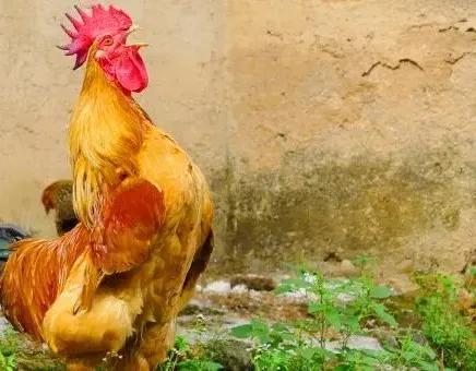 There are geniuses in the crowing world, why can't some roosters croak ...