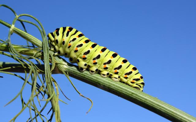 Insects live anywhere from a few hours to 40 years, see how they do it ...