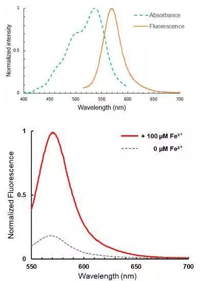 FeRhoNox-1 (Fe2+ indicator) ferrous ion fluorescent probe, Fe2 ...