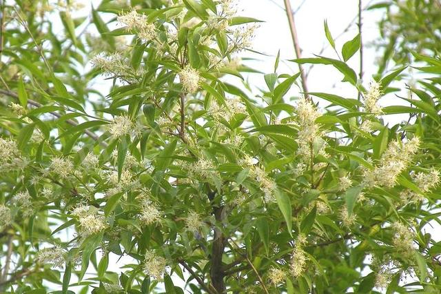 Tree species with green leaves in early winter—Snow Willow - iNEWS