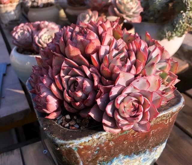 The magic potion HB101 is said to be a hair root weapon!It doesn't matter, it's all IQ tax - iNEWS