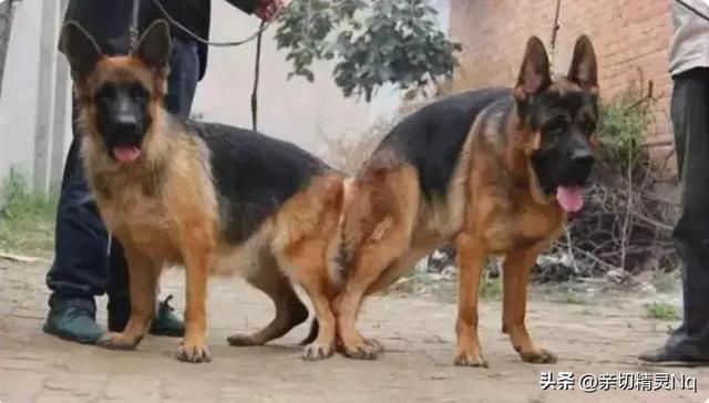 Why do dogs lock back to back after mating?Isn't this very dangerous ...