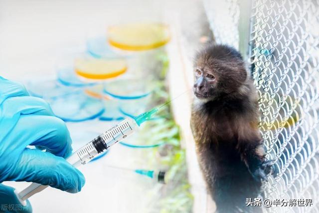 Why did China stop the export of laboratory monkeys? The development of ...