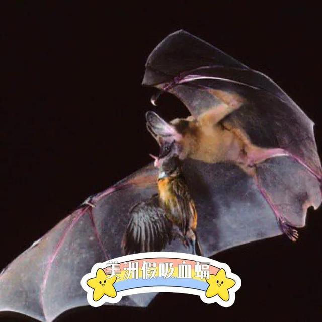 This is the largest carnivorous bat in the world - iNEWS