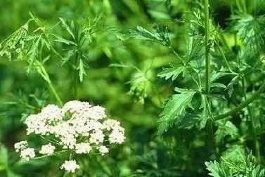 Common Poisonous Wild Vegetables - iNEWS