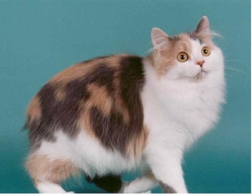 Longhaired Manx - iNEWS