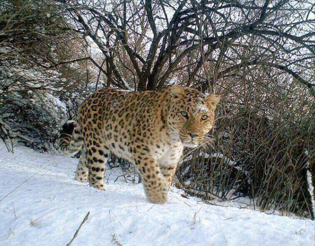 The "king" of the North China leopard in Taihang Mountain chased away 3 ...