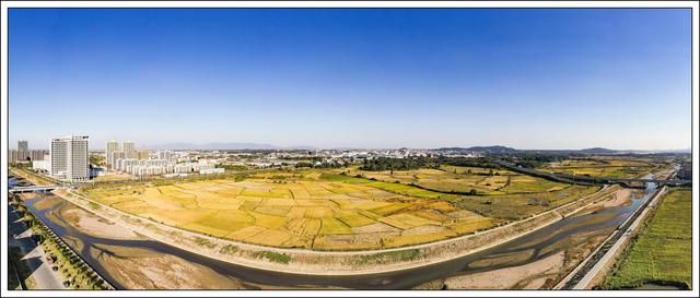 A glimpse of the fragrance of wild rice flowers in my hometown, Fengxin ...