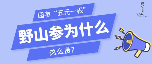 Reveal!Why is wild ginseng so expensive, while "garden ginseng" only ...