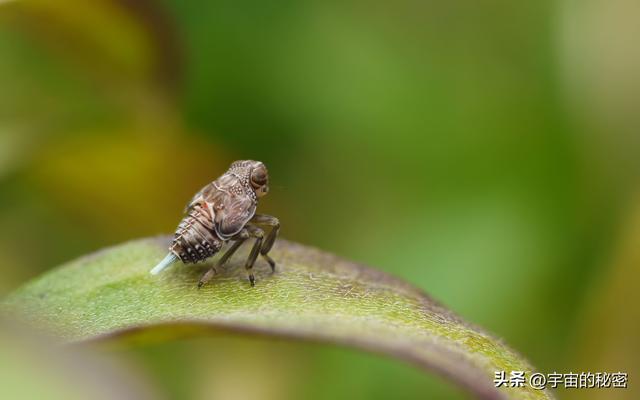 Shocking, this insect has mechanical gears in its hind legs! The origin ...