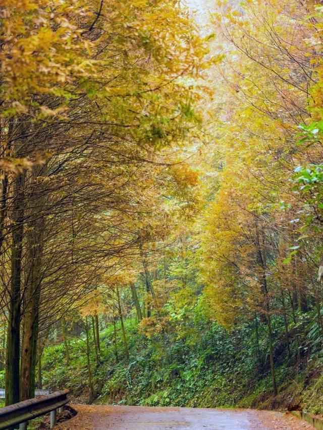 Hiking in the Ginkgo Forest in Chengdu, it's so beautiful - iNEWS